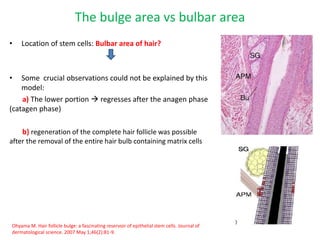 Role of stem cell in hair loss | PPT