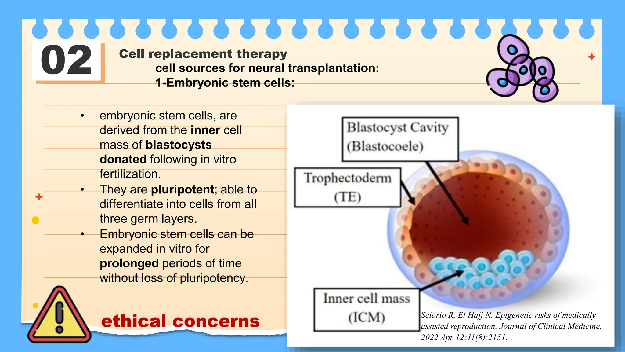 role of stem cells in CNS repair - Maha Hammady.pptx