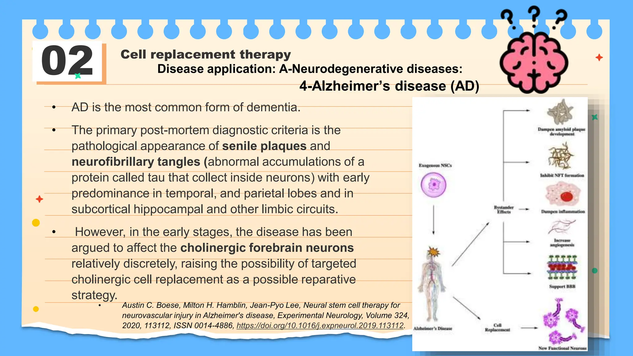 role of stem cells in CNS repair - Maha Hammady.pptx