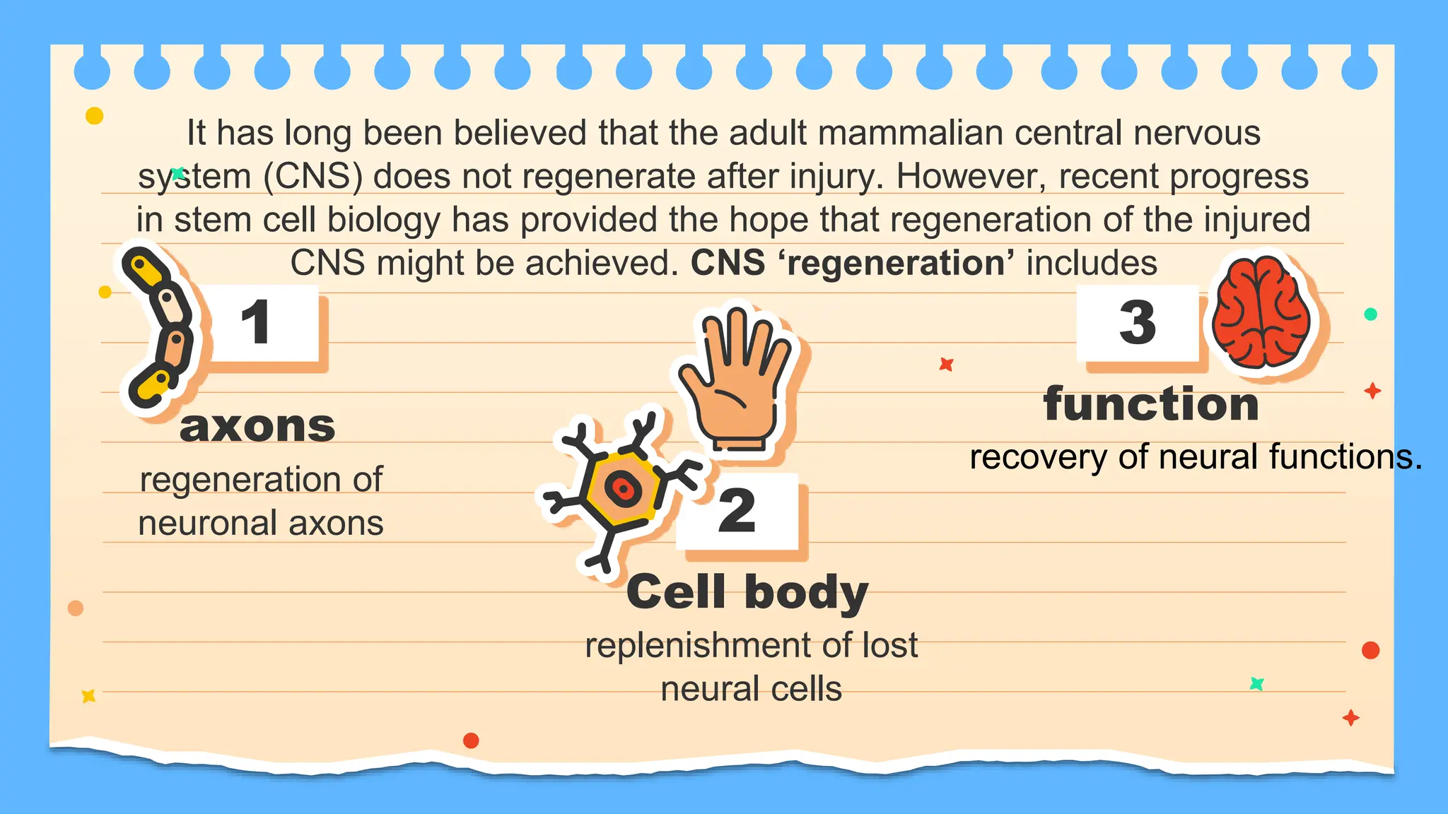 role of stem cells in CNS repair - Maha Hammady.pptx