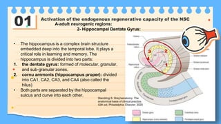 role of stem cells in CNS repair - Maha Hammady.pptx