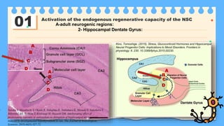 role of stem cells in CNS repair - Maha Hammady.pptx