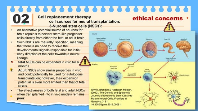 role of stem cells in CNS repair - Maha Hammady.pptx