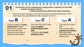 role of stem cells in CNS repair - Maha Hammady.pptx
