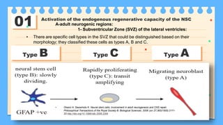 role of stem cells in CNS repair - Maha Hammady.pptx