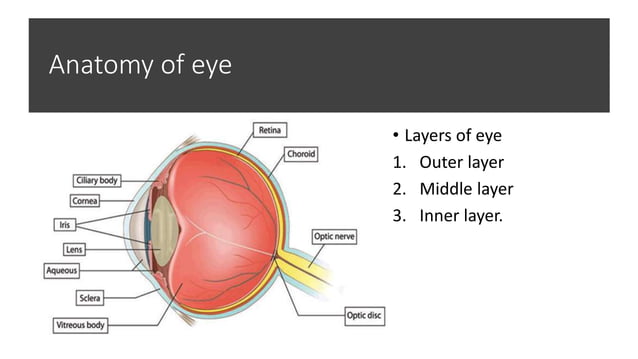 Role of stem cells in visual restoration | PPT