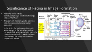 Role of stem cells in visual restoration | PPT