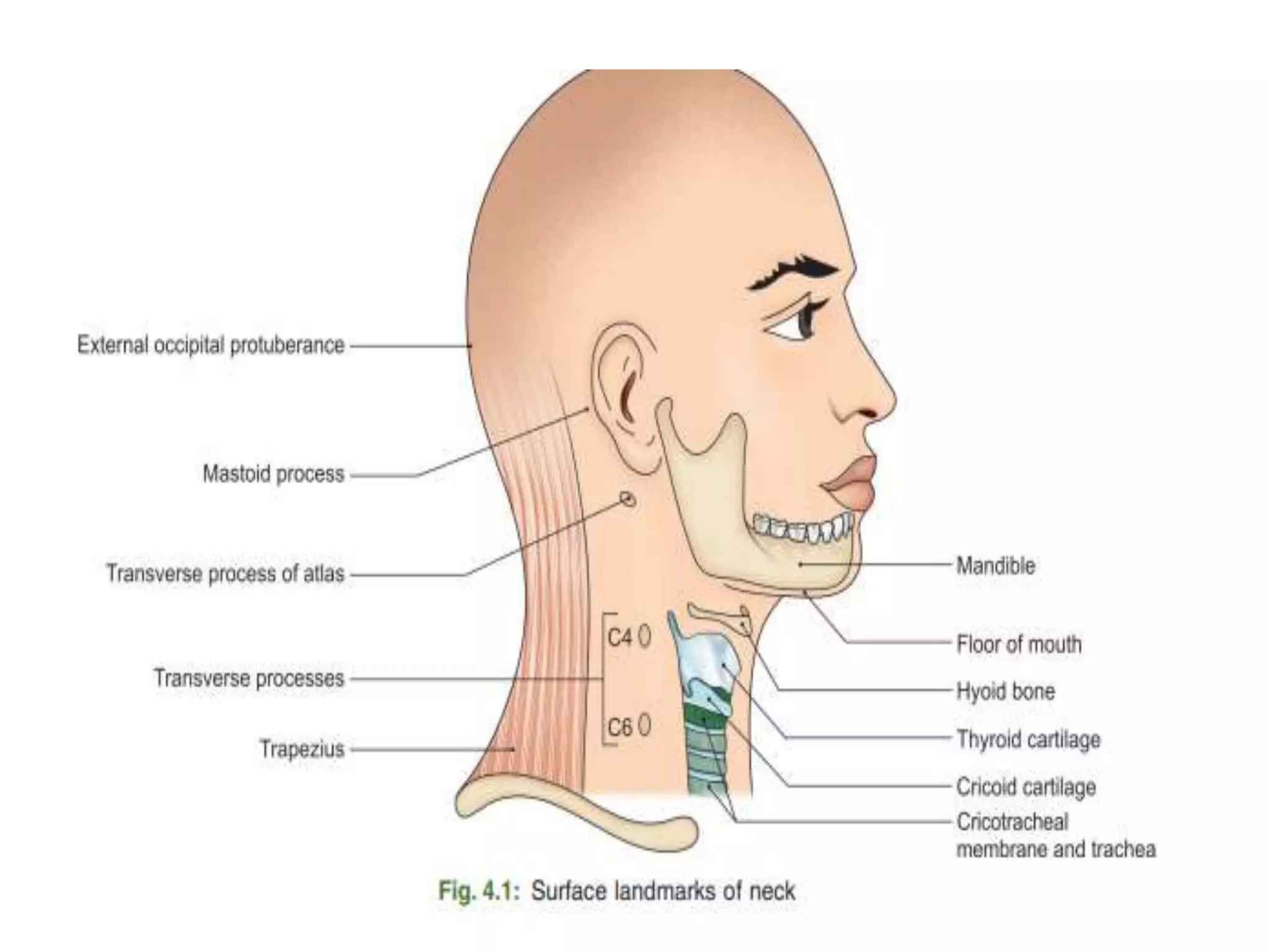 Role Of Surgery In Management of Neck Nodes 2 - Copy.pptx