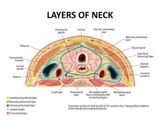 Role Of Surgery In Management of Neck Nodes 2 - Copy.pptx