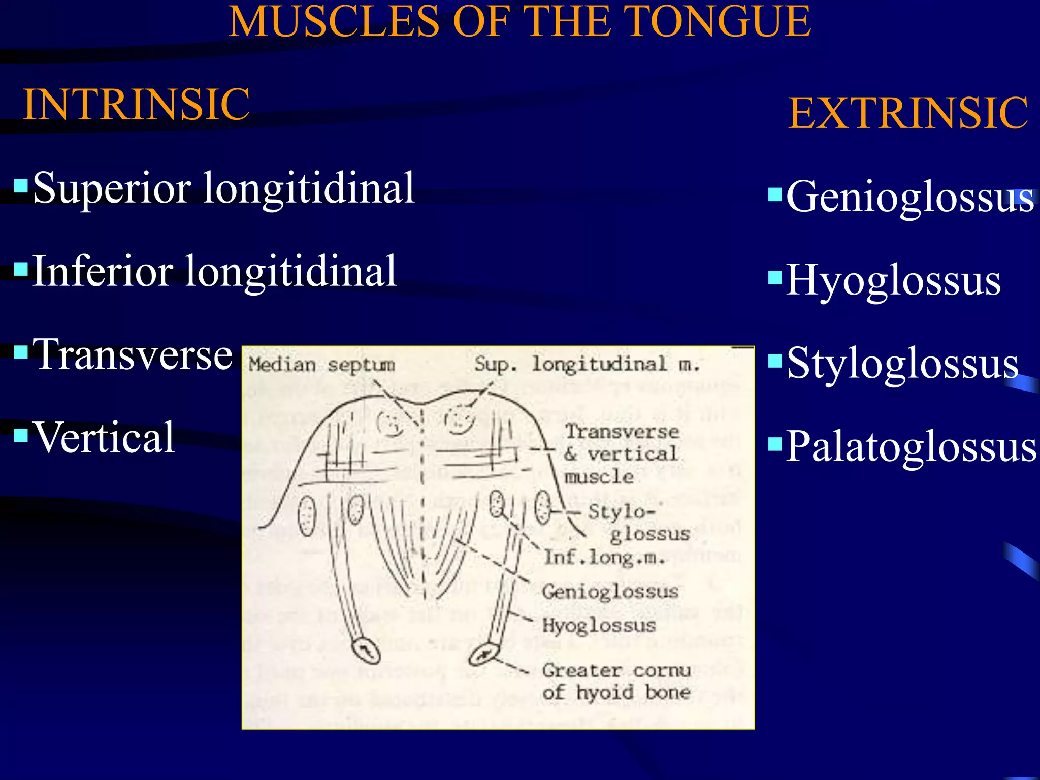 Role of tongue in maintaining occlision.ppt