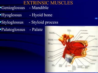 Role of tongue in maintaining occlision.ppt