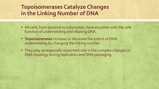 Role of Topoisomerase I and II in DNA Topology.pptx