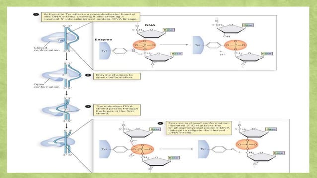 Role of Topoisomerase I and II in DNA Topology.pptx | Chemistry | Science