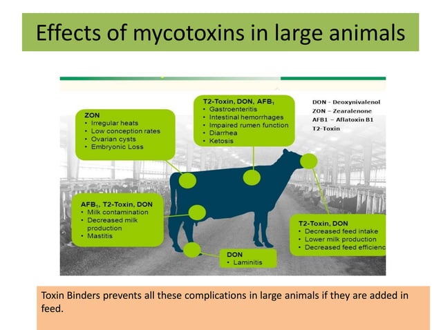 Role of toxin binder, acidifier and mold inhibitor in feed formulation ...
