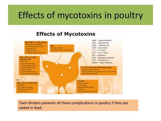 Role of toxin binder, acidifier and mold inhibitor in feed formulation ...