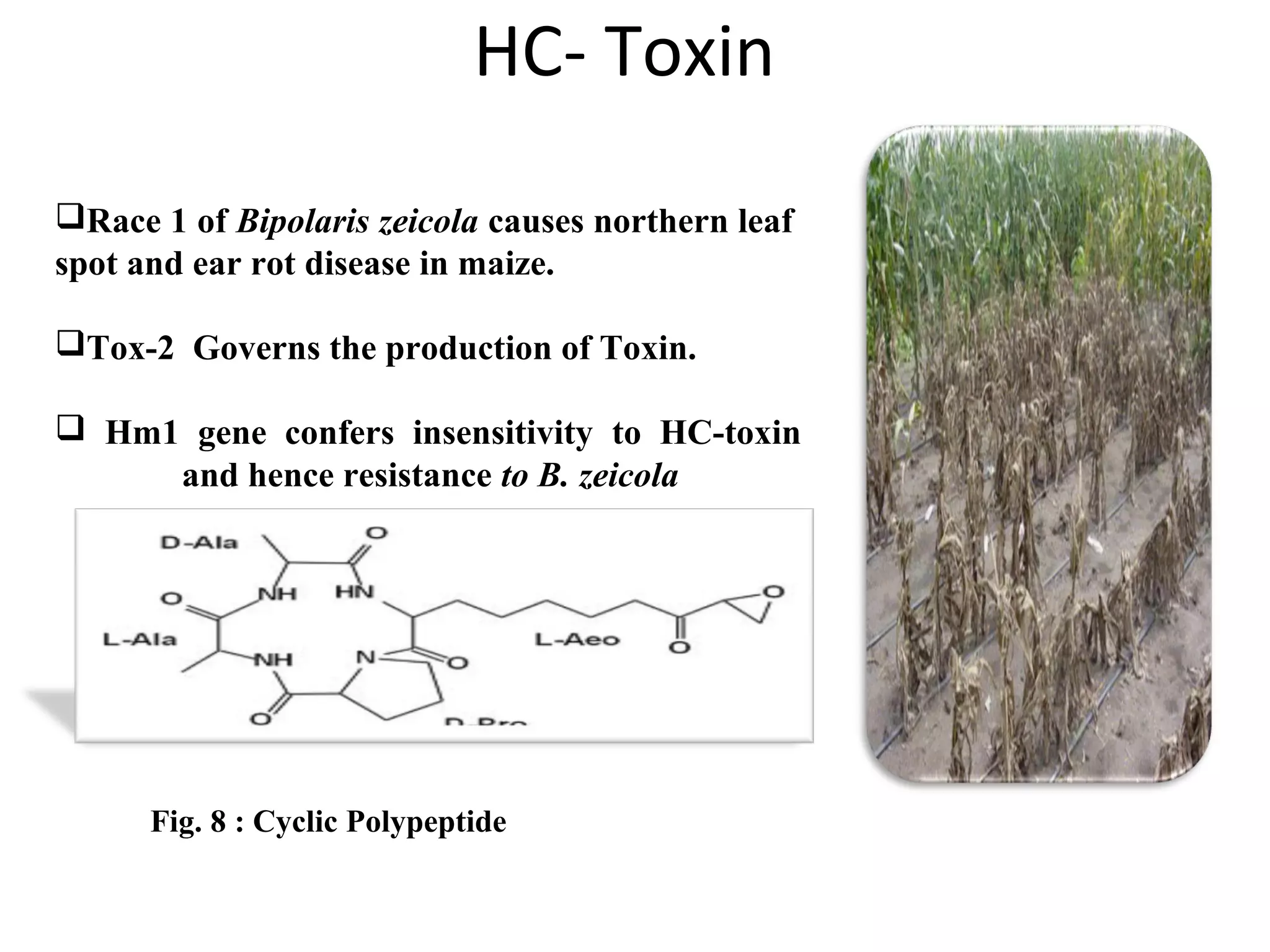 Role of toxins in plant pathogensis | PPT