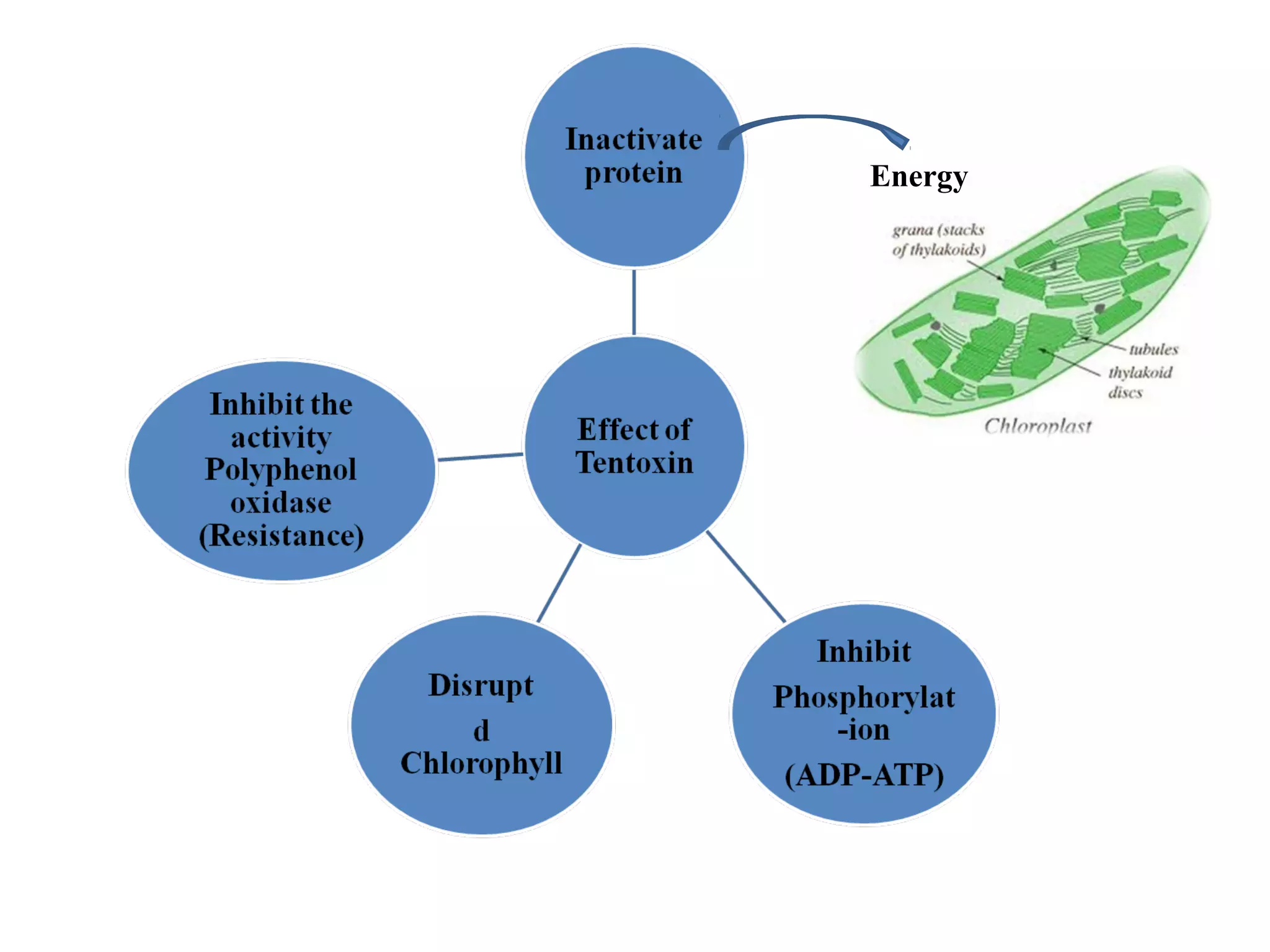 Role of toxins in plant pathogensis | PPT