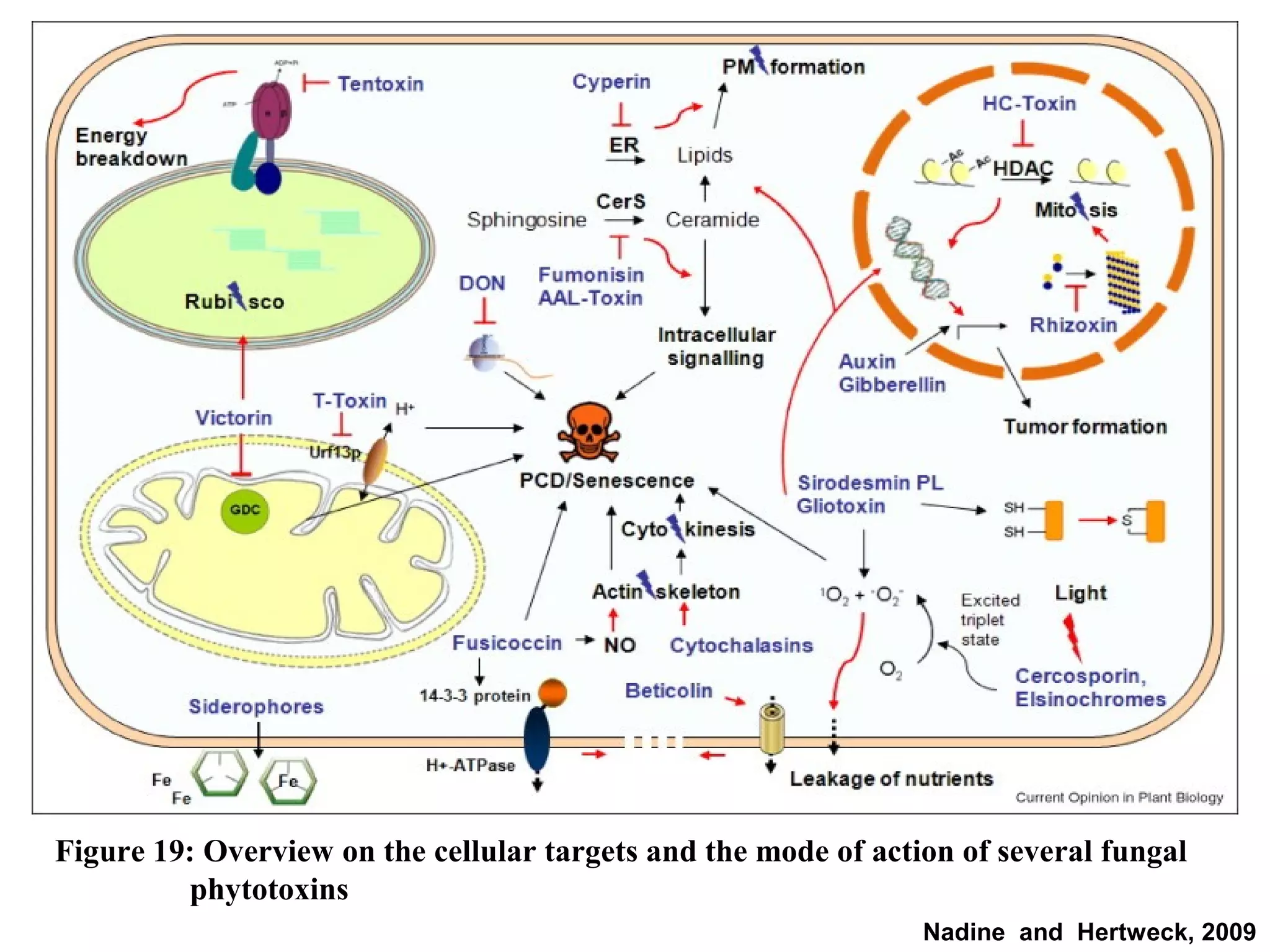 Role of toxins in plant pathogensis | PPT