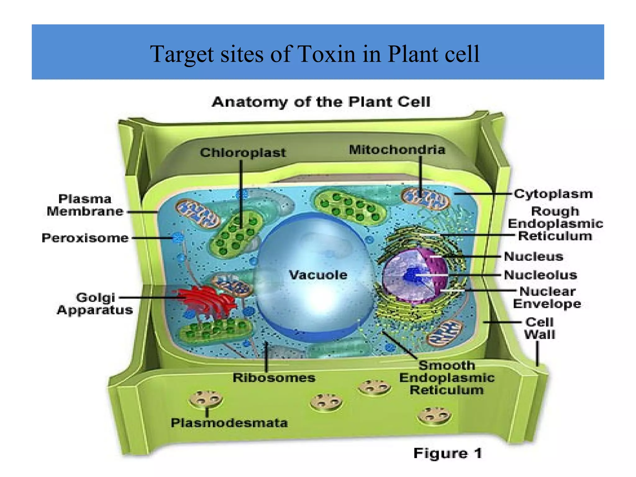 Role of toxins in plant pathogensis | PPT