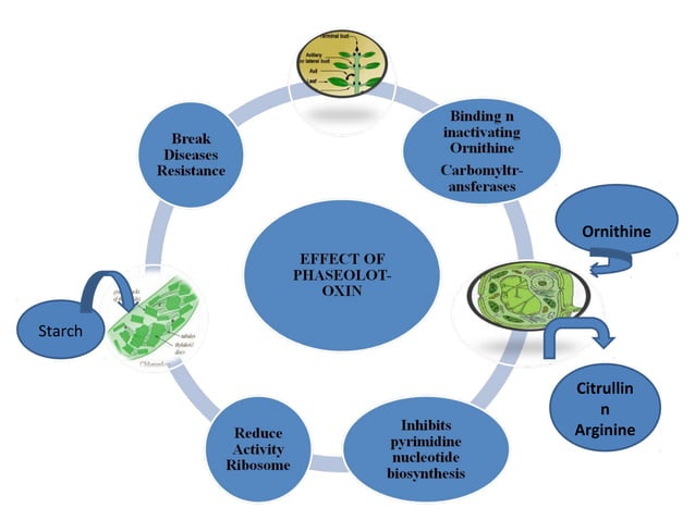Role of toxins in plant pathogensis | PPT