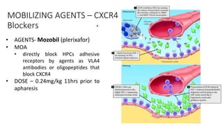 Role of transfusion medicine in hematopoietic stem cell | PPTX
