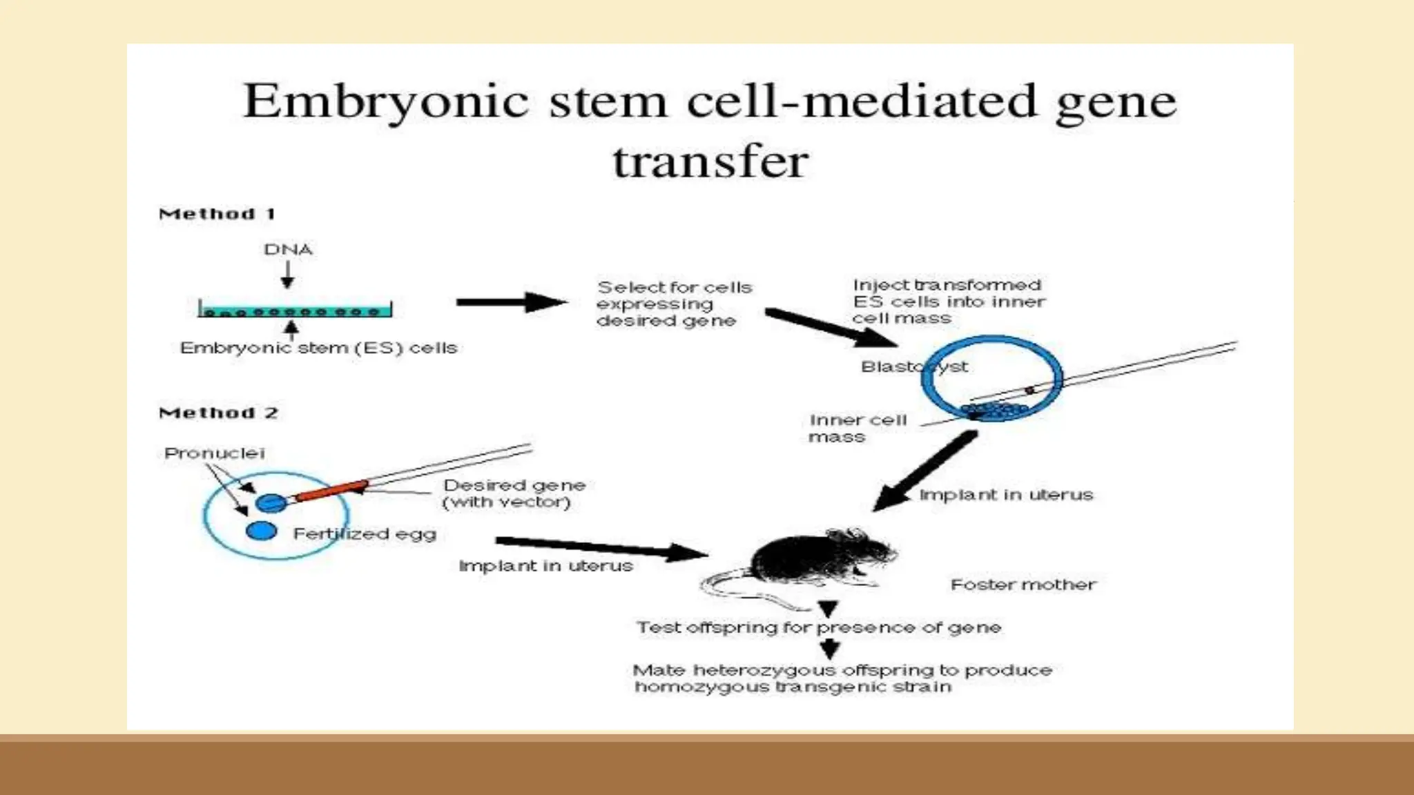 Role Of Transgenic Animal In Target Validation-1.pptx
