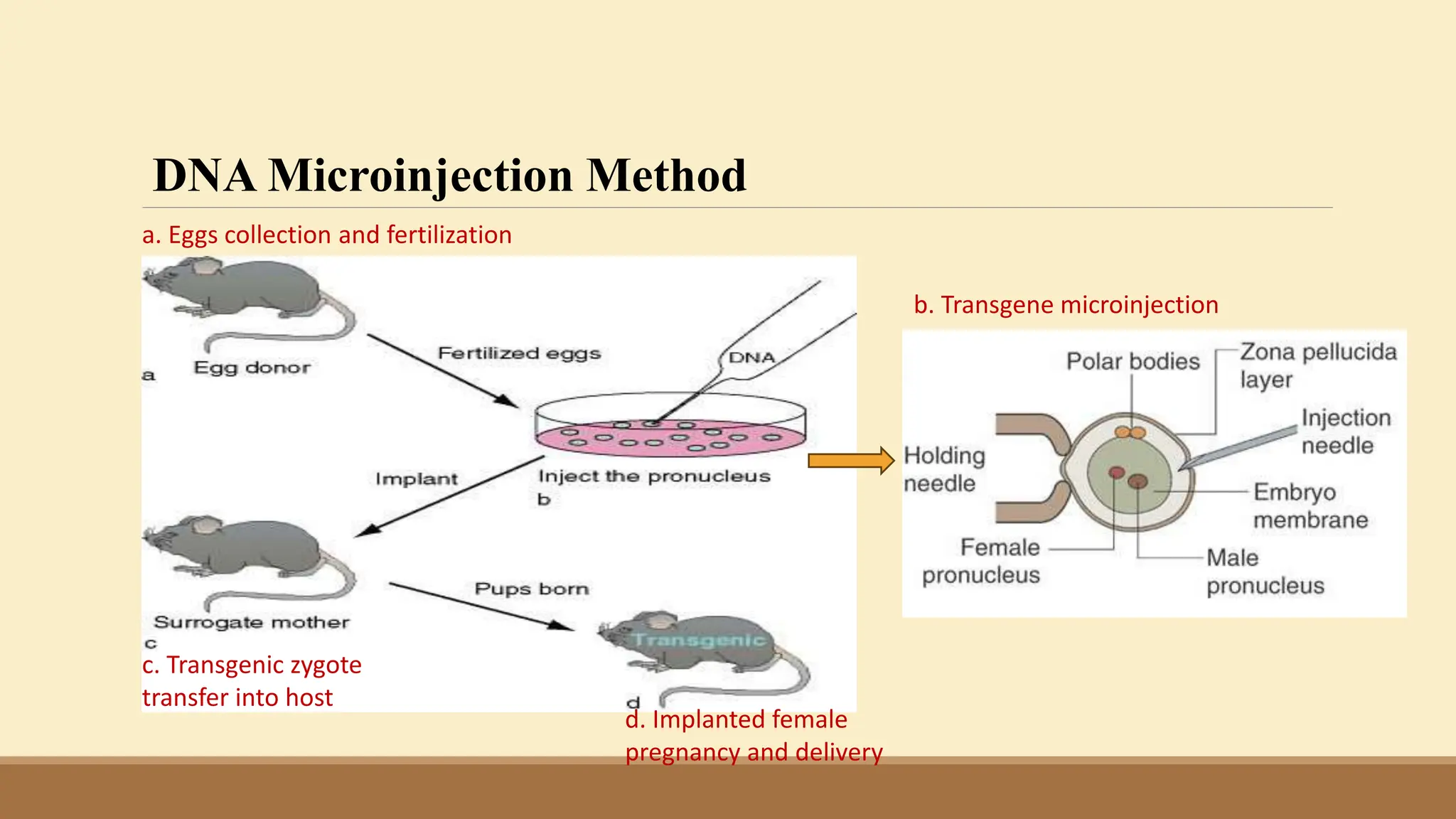 Role Of Transgenic Animal In Target Validation-1.pptx