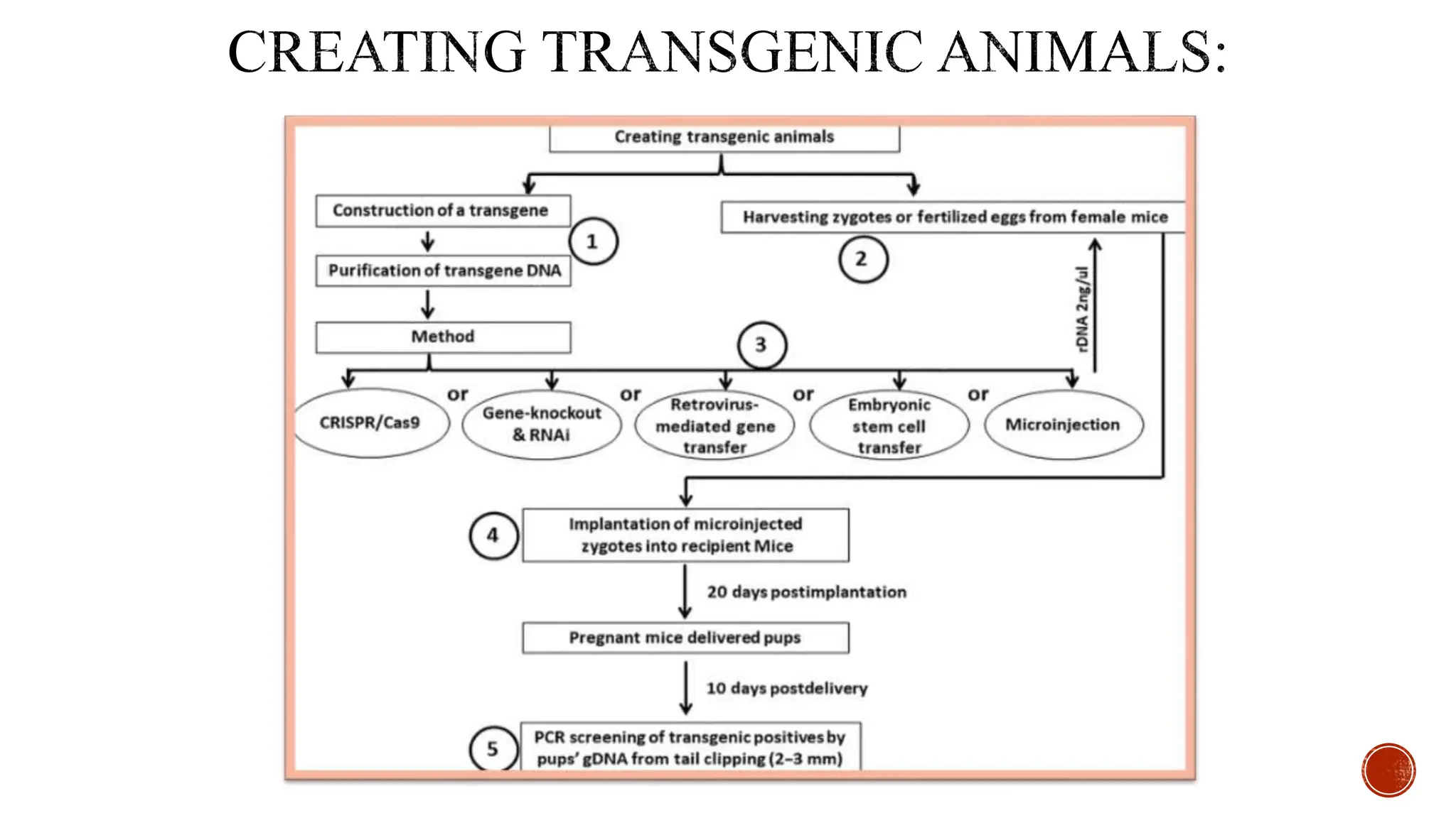 Role of transgenic animal in target validation.pptx