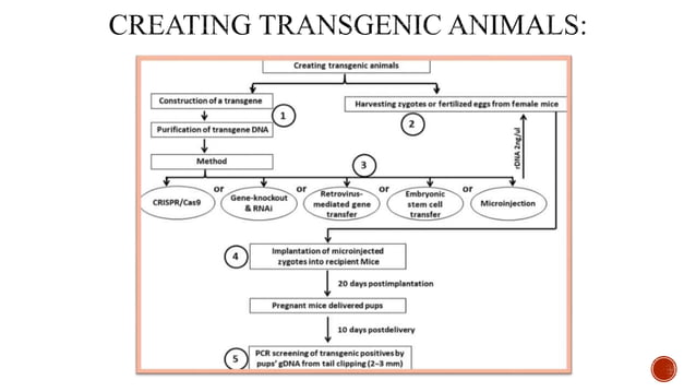Role of transgenic animal in target validation.pptx