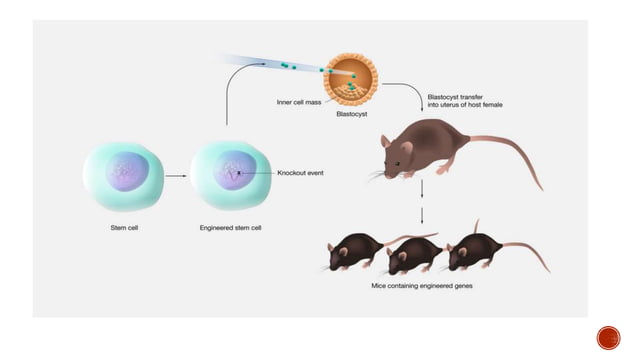 Role of transgenic animal in target validation.pptx