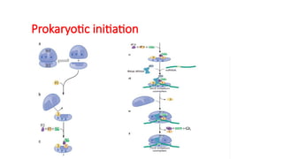 Role of upstream AUG codons in translation regulation (1).pptx