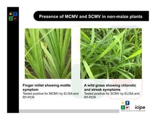 Role of vectors and their host plants in the epidemiology of maize ...