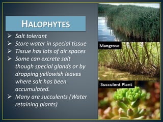 Role of water in Distribution of plants | PPTX
