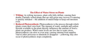 Role of water in plant growth | PPTX