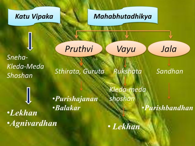 Role of yava as swasthahita aahar dravya | PPTX