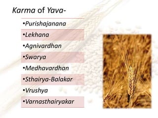 Role of yava as swasthahita aahar dravya | PPTX
