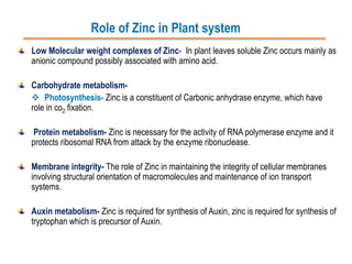 Role of zinc in crop production | PPTX