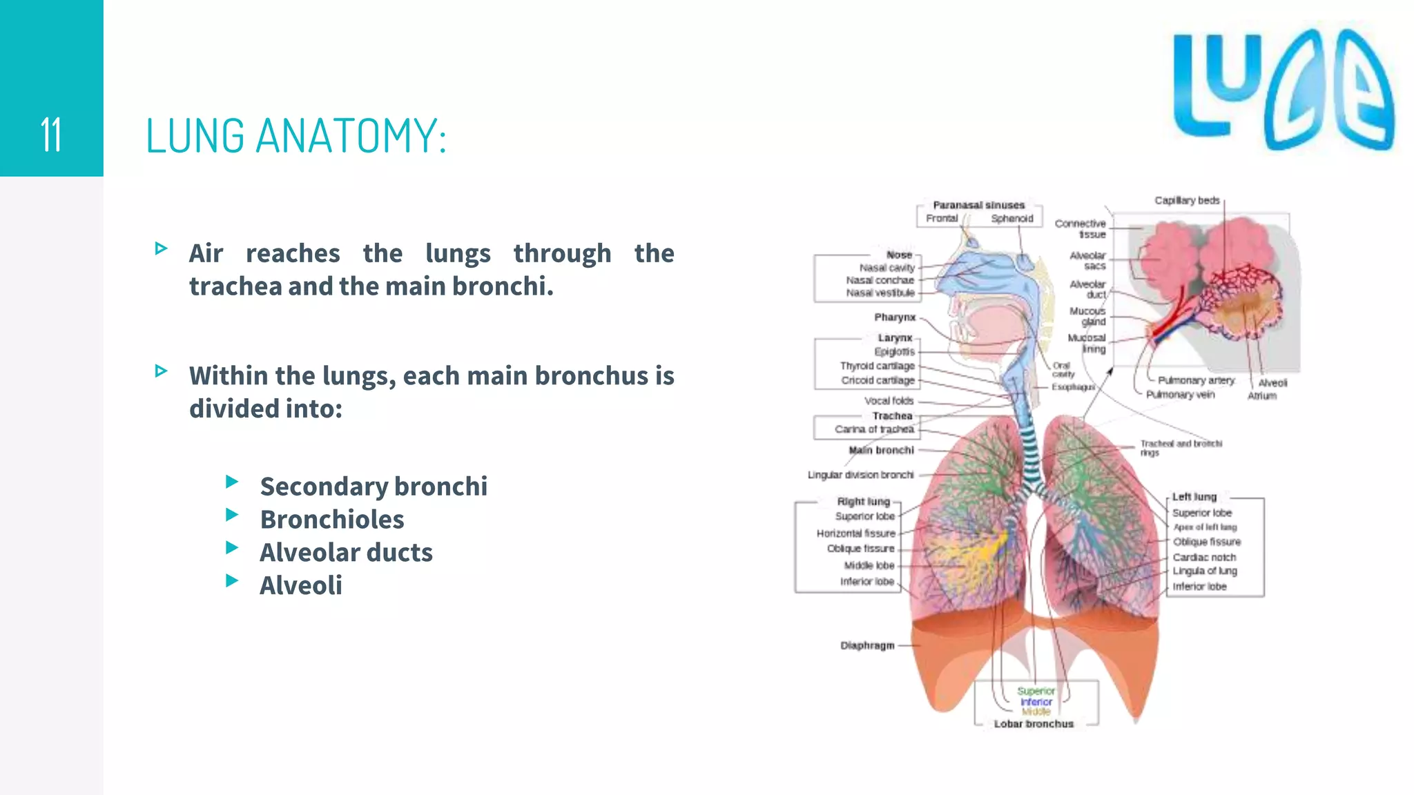 Role radiotherapy lung cancer manegement | PPTX