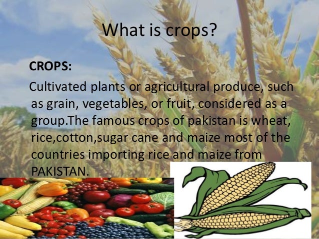 Roles and problems of agriculture