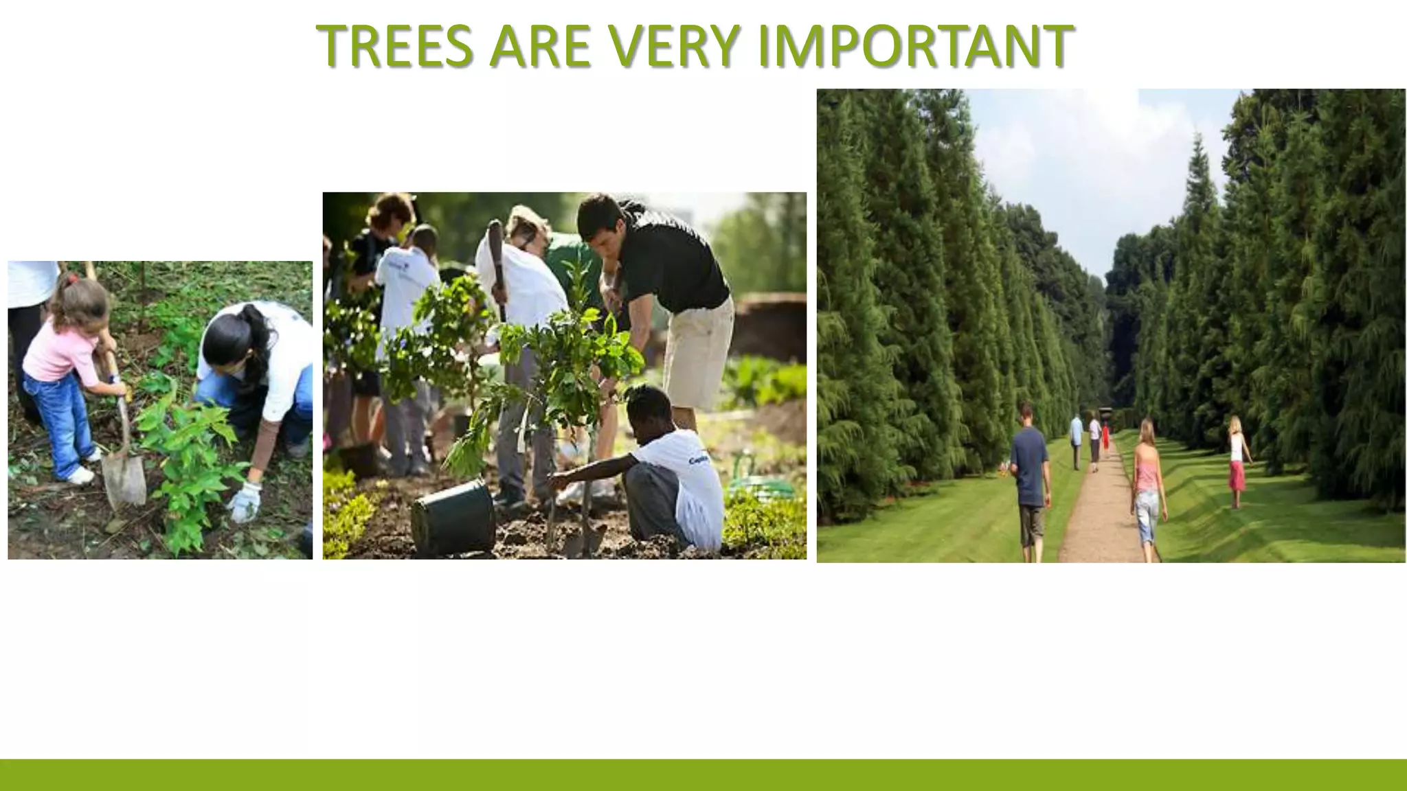 Roles of green trees - Presentation | PPT