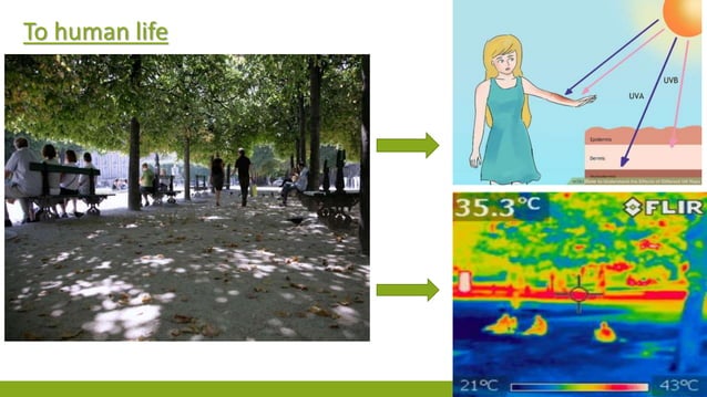 Roles of green trees - Presentation | PPT