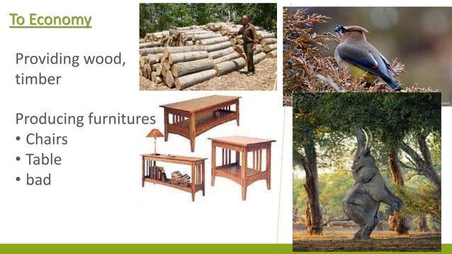 Roles of green trees - Presentation | PPT