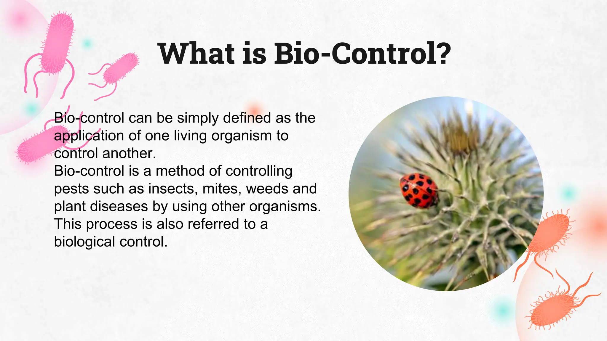 ROLES OF MICROBES IN BIOCONTROL BY ANKIT CHOUDHARY.ppsx