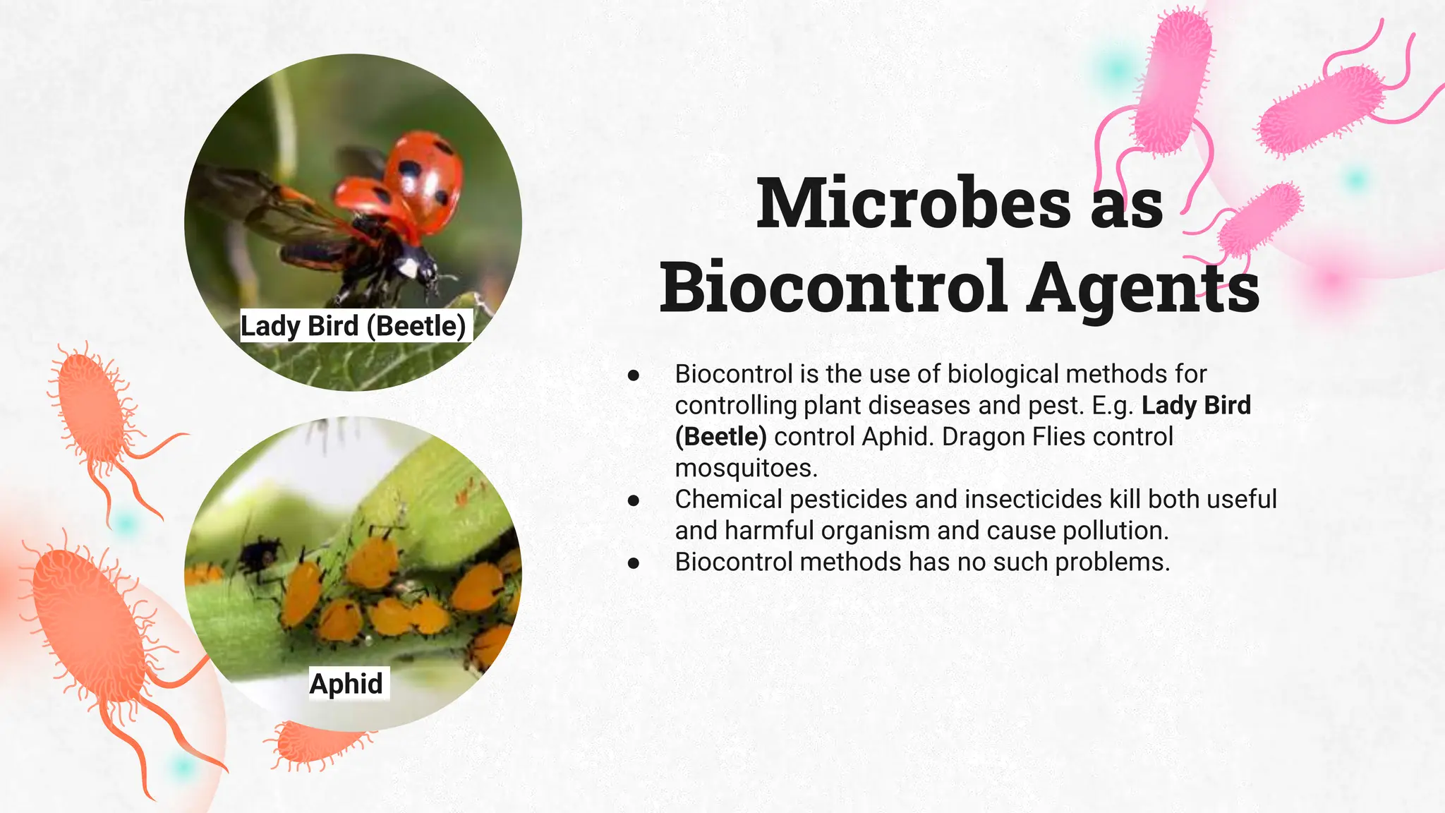 ROLES OF MICROBES IN BIOCONTROL BY ANKIT CHOUDHARY.ppsx