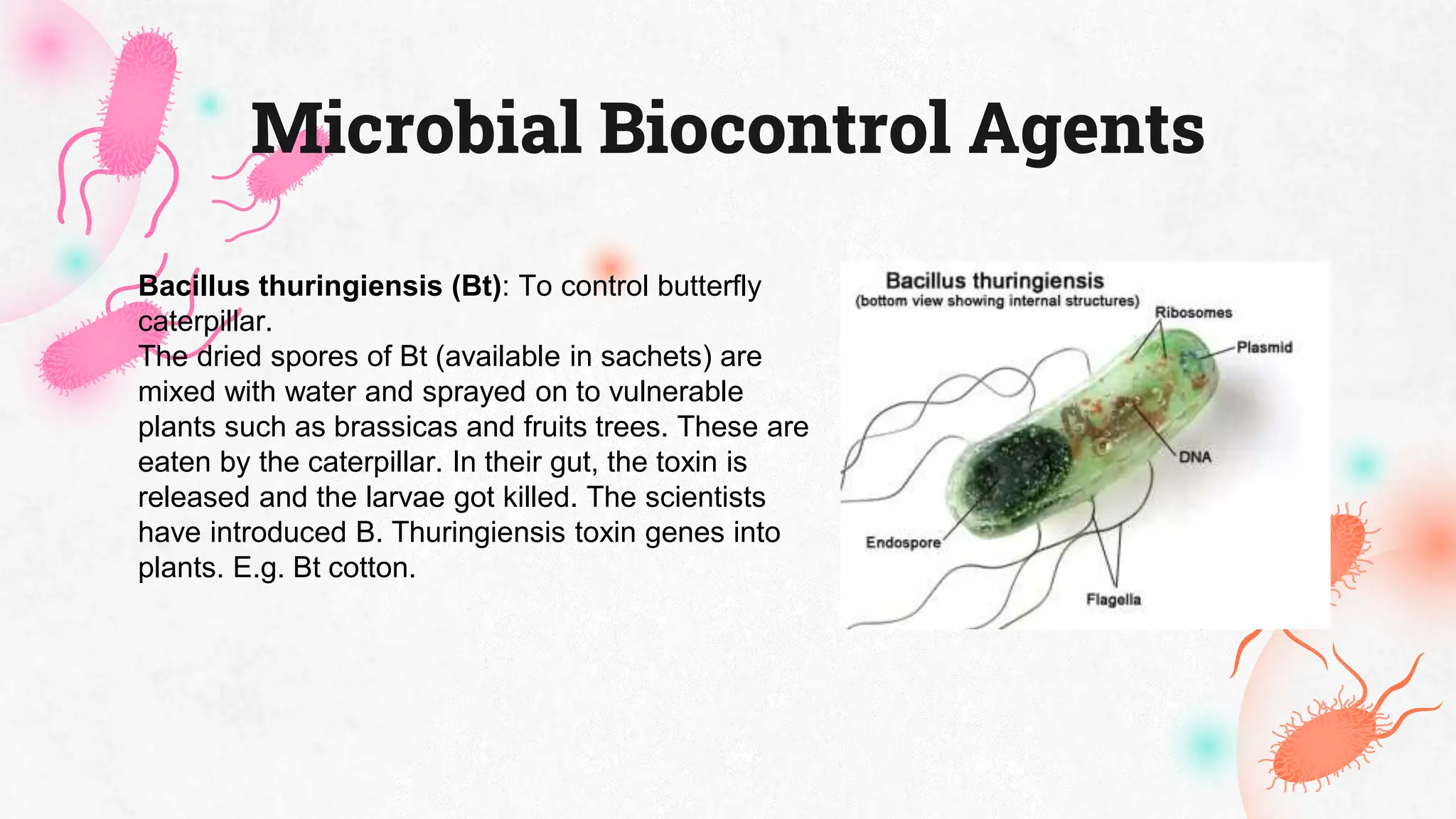 ROLES OF MICROBES IN BIOCONTROL BY ANKIT CHOUDHARY.ppsx