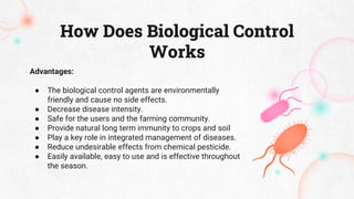 ROLES OF MICROBES IN BIOCONTROL BY ANKIT CHOUDHARY.ppsx