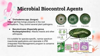 ROLES OF MICROBES IN BIOCONTROL BY ANKIT CHOUDHARY.ppsx