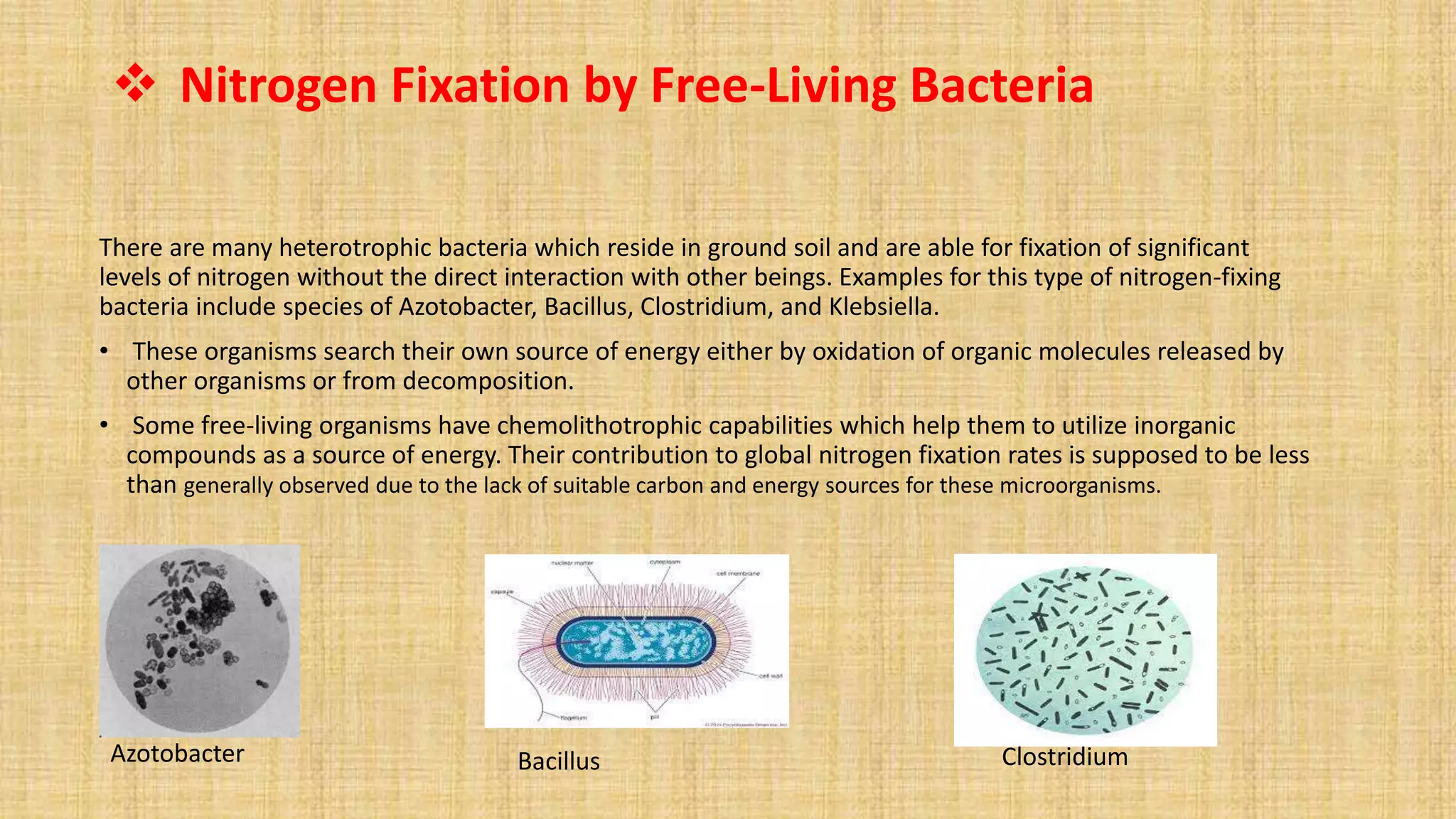 Roles of microbes in nitrogen cycle aritriya | PPTX
