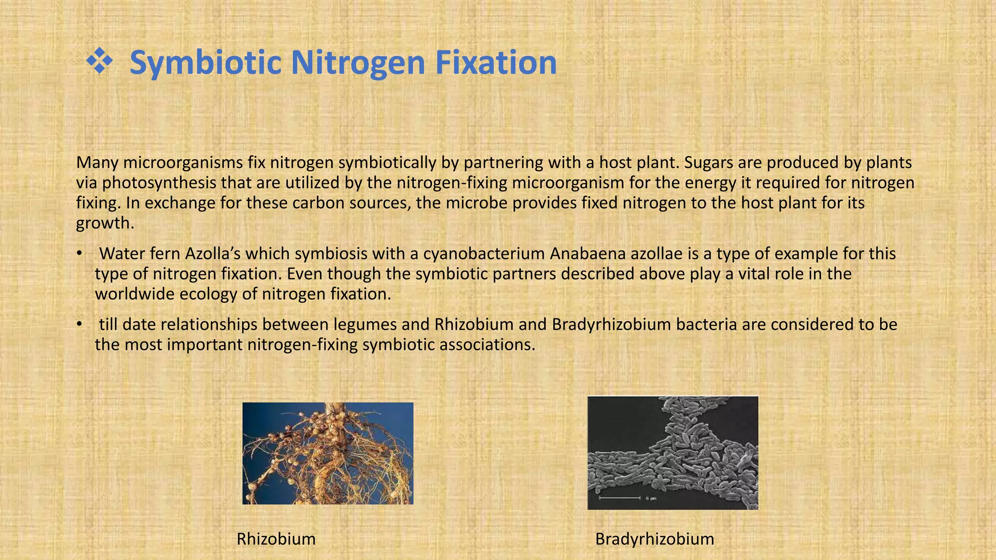Roles of microbes in nitrogen cycle aritriya | PPTX