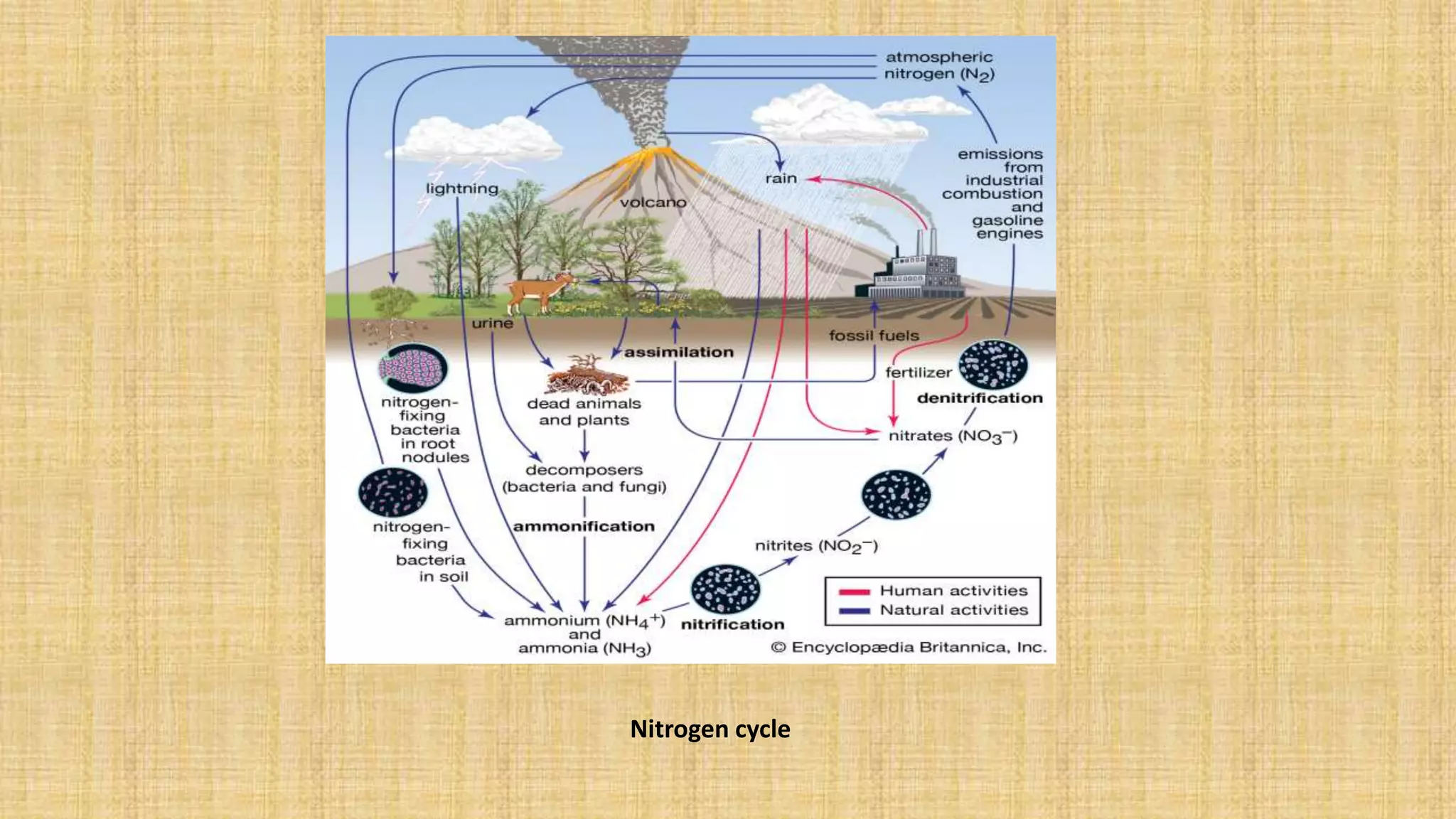 Roles of microbes in nitrogen cycle aritriya | PPTX